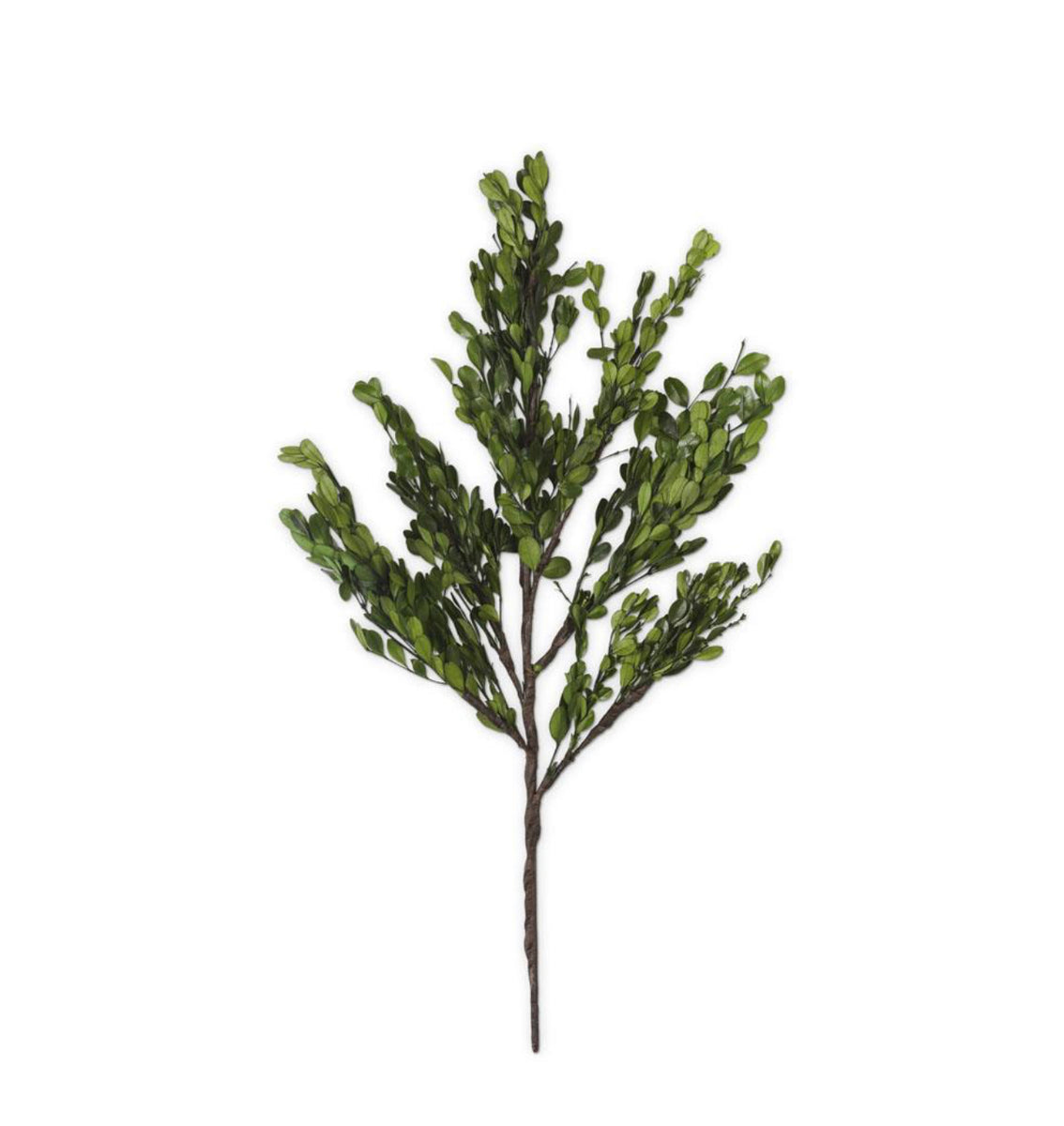 Preserved Boxwood Stem – On the Hill Garden and Market
